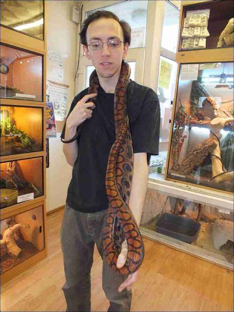 Brazilian Rainbow Boa Care Guide Brb Caresheet Reptile Cymru