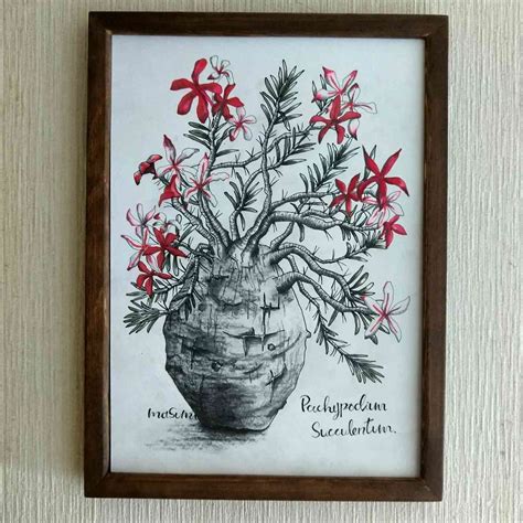 植物のある暮らしの投稿画像 By ＊ Masumiさん｜絵がある暮らしと塊根植物のある暮らしとコーデックス女子と植物大好きとコーデックスとビ