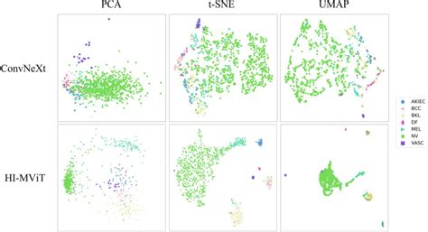 Hi Mvit A Lightweight Model For Explainable Skin Disease