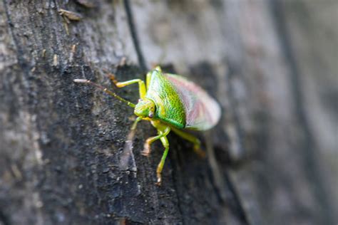 Sap Feeder Images Browse 7 Stock Photos Vectors And Video Adobe Stock