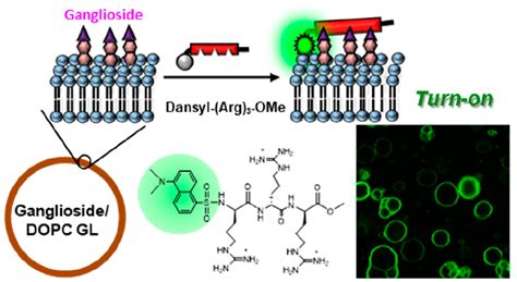 Protein Aggregation Fluorescent Probe At Shirley Grubbs Blog