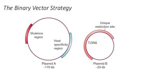 Agrobacterium Mediated Gene Transfer