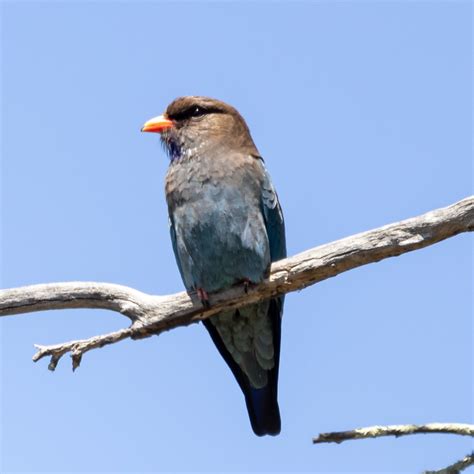 Ebird Checklist 18 Oct 2023 Woodstock Nature Reserve Shepherds
