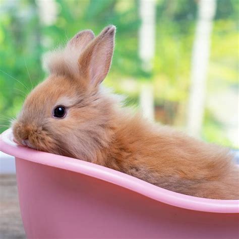 CUÁNTAS CRÍAS tiene un conejo no lo creerás