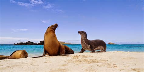 What Are The Best Islands To Visit In The Galapagos At Fernando