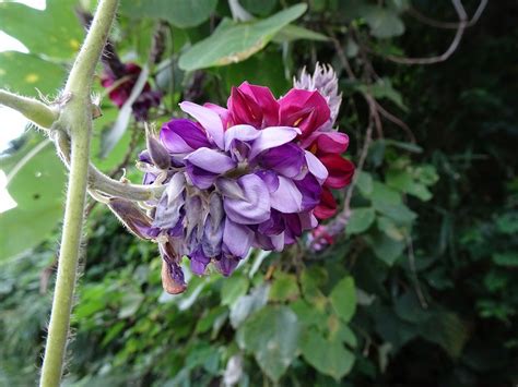 秋の七草 Reira Sports レイラスポーツ ブログ