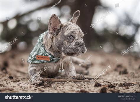 How Much Is A Merle French Bulldog