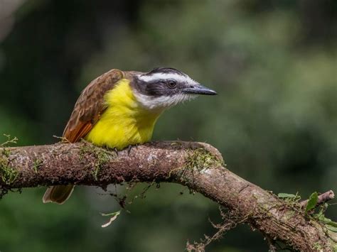 Wiifm Extend Activity Bank