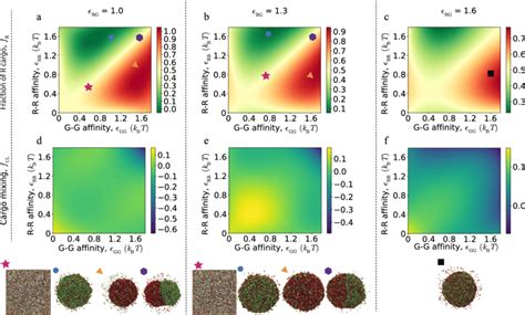 The Bulk Phase Behavior Of Cargo Particles In The Absence Of Shell