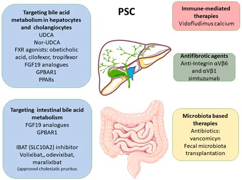 Bile Acids Based Therapies For Primary Sclerosing Cholangitis Current Landscape And Future