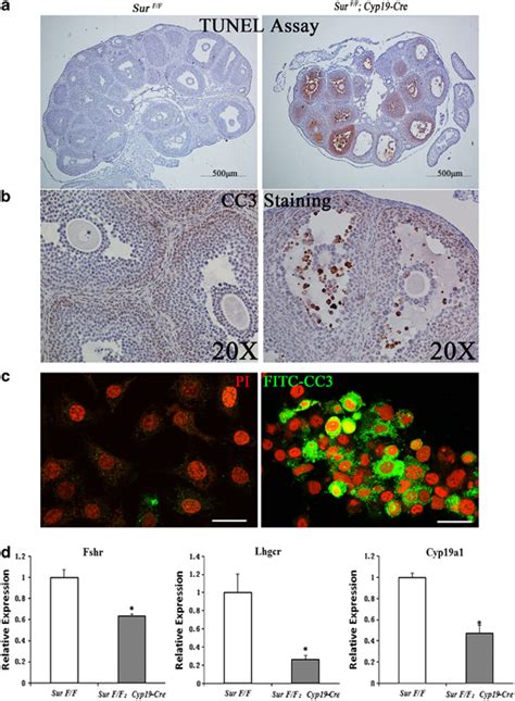 Survivin Deletion Led To Gc Apoptosis And Downregulation Of Key Ovarian