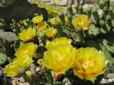 Opuntia Humifusa Eastern Prickly Pear World Of Succulents