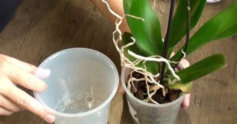 Як пересадити орхідею поради щоб не нашкодити рослині