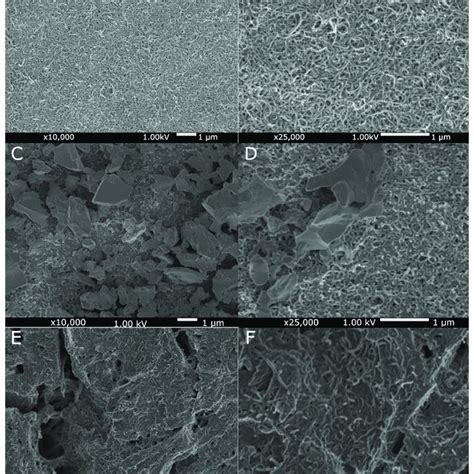 SEM Surface Topography Of The MWCNTs Coating A B The MWCNTs TiO2
