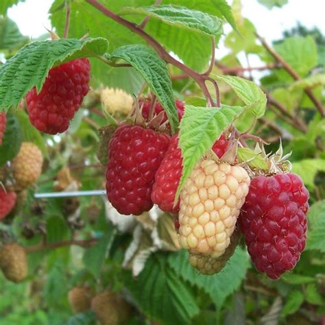 Cascade Delight Raspberry Food Forest Nursery