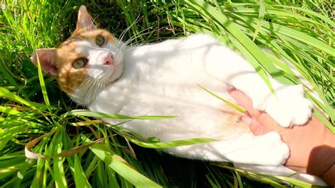 丸々と太った茶シロ猫が草のベッドでお腹を丸出しにして寝転がる Youtube