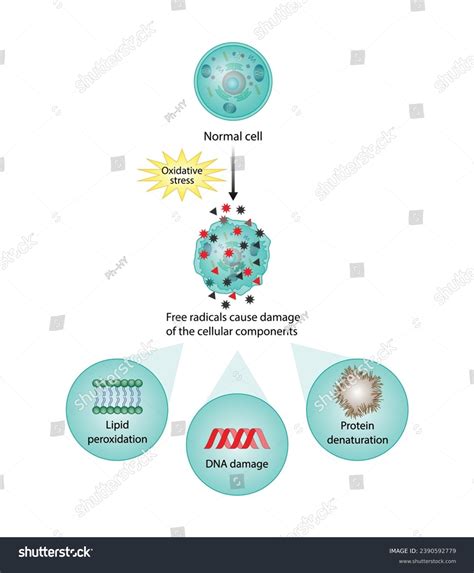 Oxidative Stress Free Radicals Cause Oxidation Stock Vector Royalty