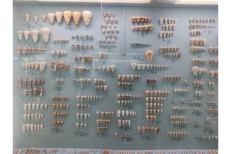 Field Trip Class Vi Sea Shell Museum Kavi Bharathi Vidyalaya