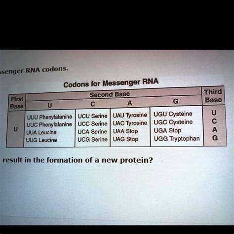 Solved The Table Shows A Few Messenger Rna Codons Which Point