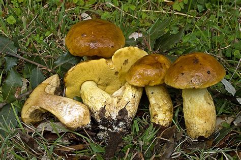 Leccinum Variicolor Watling