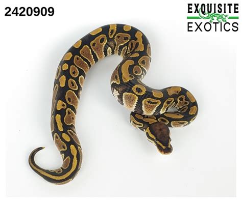Dh Toffee Clown Ball Python By Exquisite Exotics Llc