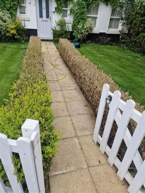 Box Blight Rgardeninguk