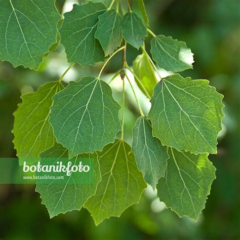 Bild Zitterpappel Populus Tremula 517210 Bilder Und Videos Von