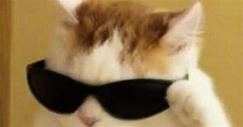 Meow Kitty Meow Land About Me