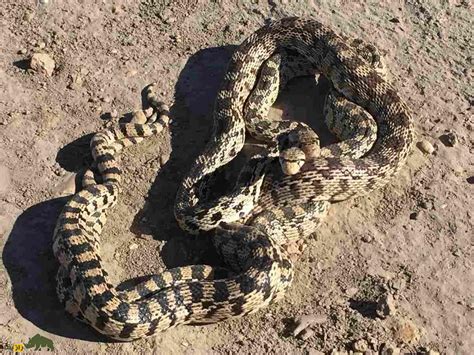 همه چیز درباره جفت‌گیری مارها؛ مارها چگونه جفت پیدا می‌کنند و چطور مراسم جفت‌گیری را انجام می‌دهند؟