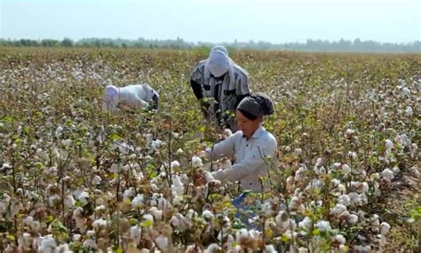 К сбору хлопка в Узбекистане привлекли около двух миллионов человек