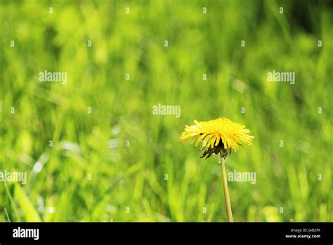 Dandelion Taraxacum Officinale One Yellow Flower And Green Grass Stock