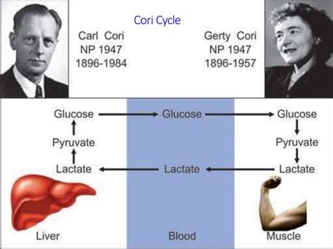 Gluconeogenesis Biochemistry Second Semester Bpharm Ppt