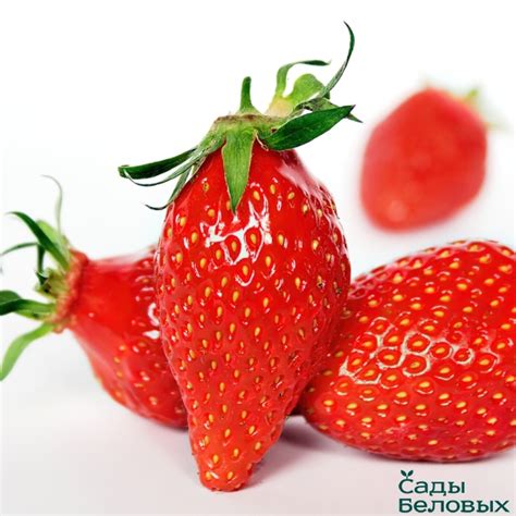 Клубника Гаригуэтта - Сады Беловых