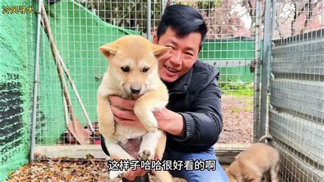 在赶集，一次偶遇两条性格温顺迥异的小黄狗，它们优点各有千秋 中华田园犬 农村土狗 现场实拍 愿每个小狗都能遇见好的主人 大黄狗