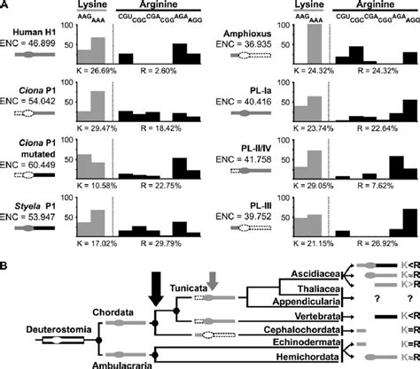 a codon bias enc and relative codon usage of basic residues in