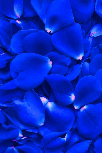 青色のバラ特集（青色バラの花束・青色バラのフラワーアレンジメント）
