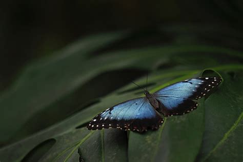 아름 다운 나비 블루 Morpho 여름 정원에서 녹색 배경 꽃에 앉아 자연 서식 지에서 아름 다운 곤충 브라질에서 아마존에서