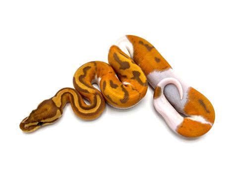 Ultramel Pied 50 Possible Het Hypo Ball Python By Royal Constrictor Designs Morphmarket