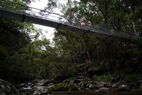 14 Best Rainforest Walks Near Cairns Cairns Tours