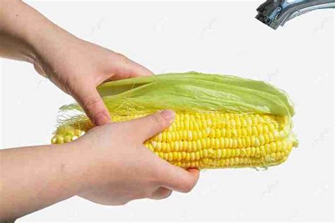 Exposing The Truth About Roundup Ready Sweet Corn