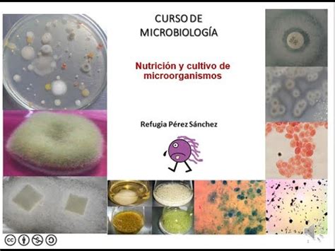 Nutrici N Microbiana Youtube