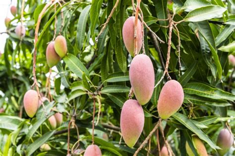 Mango Tree Pruning Local Pros