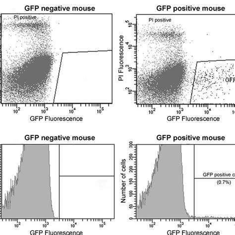 Quantitative Real Time Pcr Analysis Of Gfp Positive And Gfp Negative