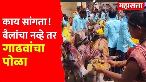 इथं साजरा होता बैलांच्या ऐवजी गाढवांचा पोळा Kolhapur Mahasatta Youtube