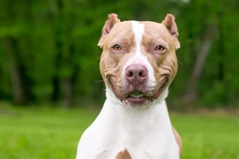 Pitbull Ear Cropping Everything You Need To Know
