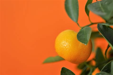귤 과일 클로즈업 비타민 C 잘 익은 귤 은 밝은 오렌지 배경에 가지 감귤나무에 귤이 닫힙다 겨울 과일 크리스마스와 새해를 위한