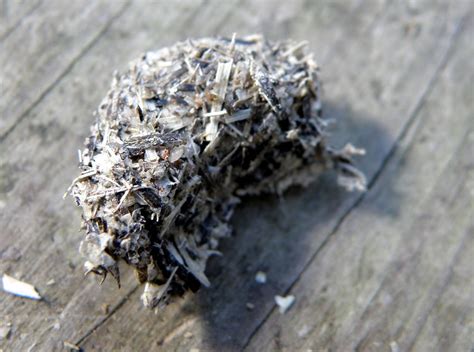 Opossum Droppings Photographs Of Point Lonsdale Common Brushtail