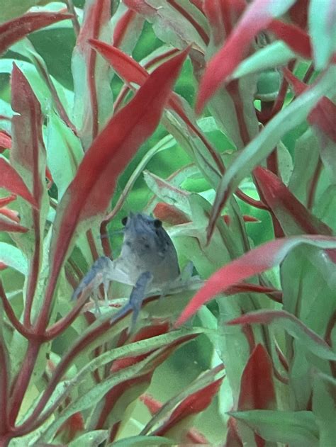 Crayfish Babies Rcrayfish