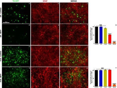 Subregional Differences In Astrocytes Underlie Selective