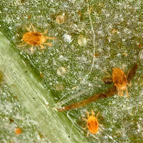 Black Spider Mites